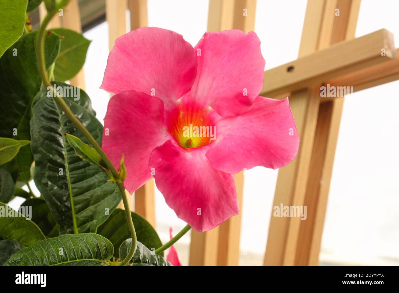 A pink mandevilla flower against a trellis indoors Stock Photo - Alamy