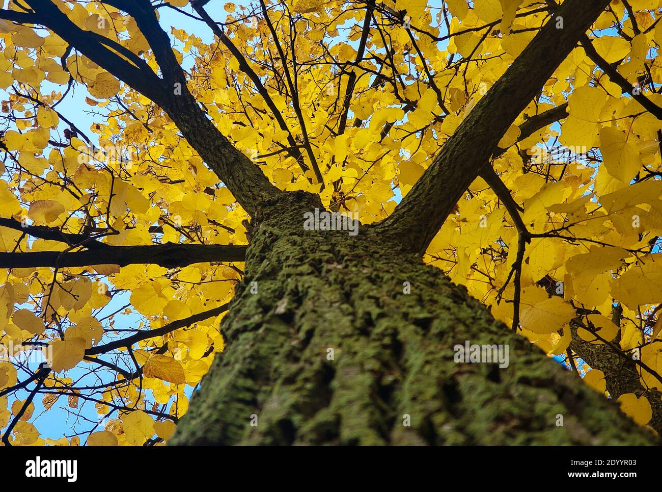 Fall of taste hi-res stock photography and images - Alamy