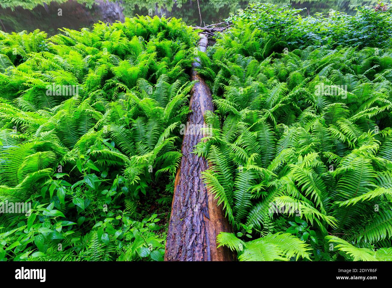 huge ferns close to dam and castle Kriebstein, death wood covered with ...