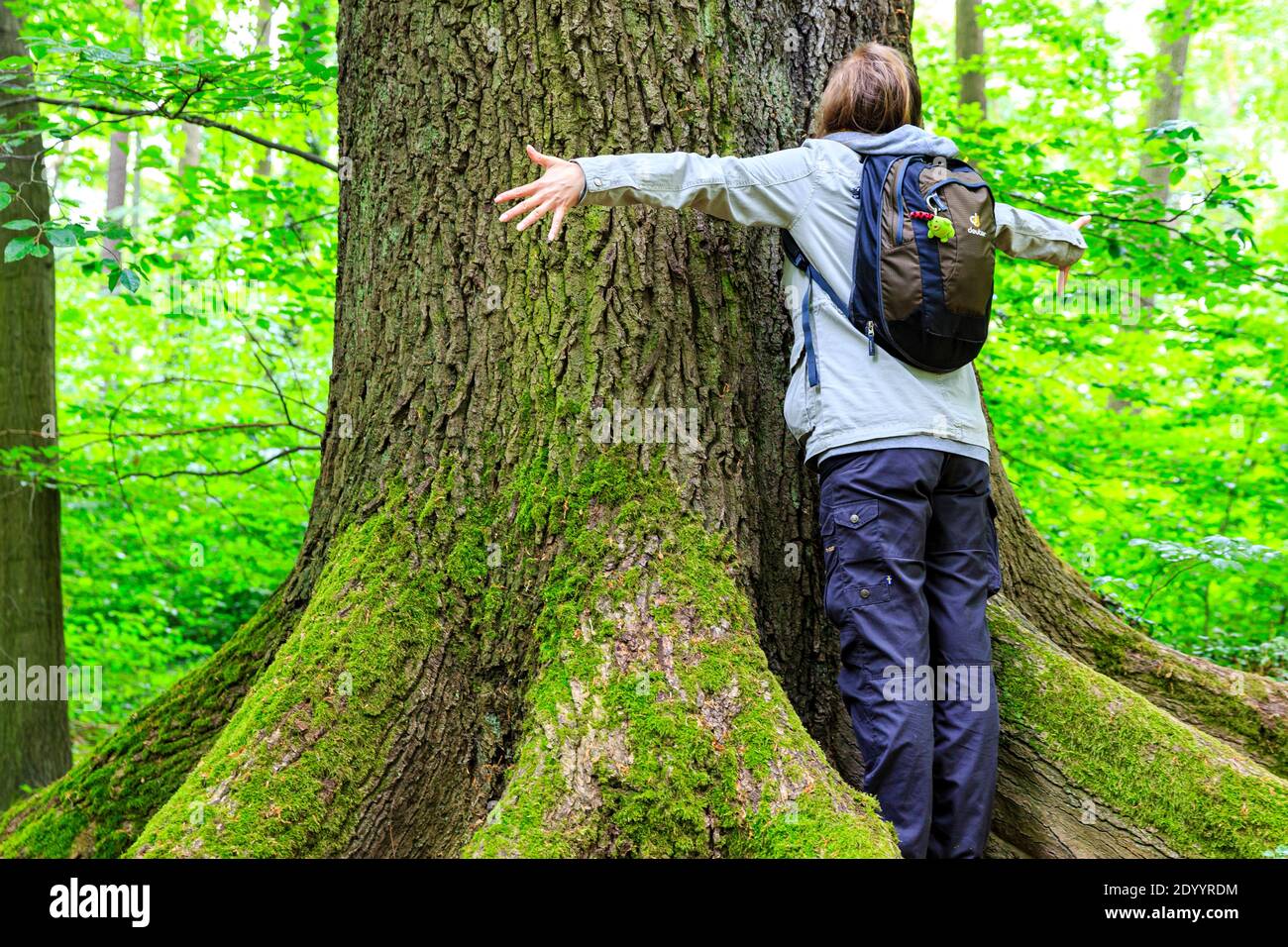 a Woman is hugging a tree, tree bathing, feeling releax, germany oak ...