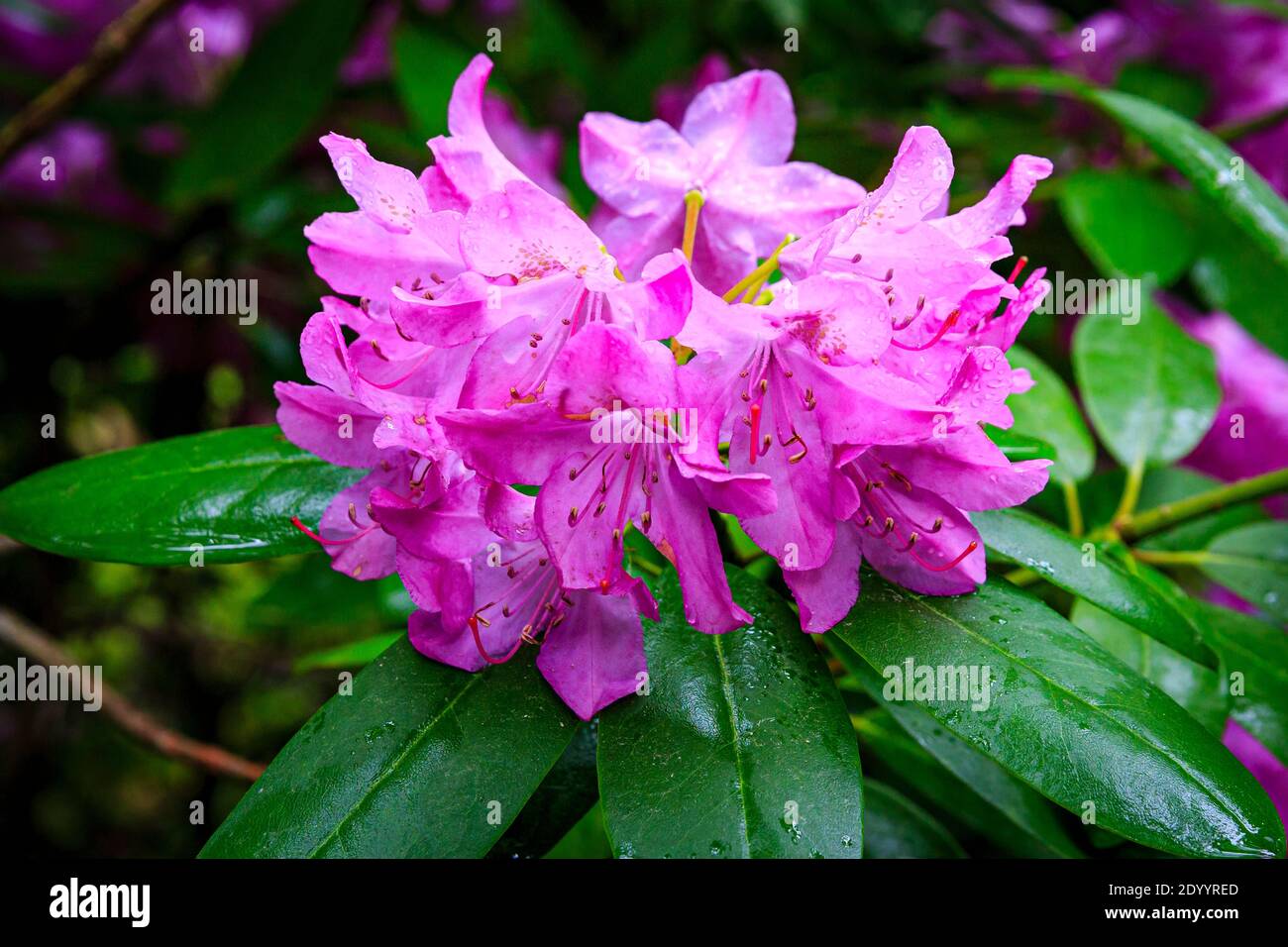 Pacific rhododendron (Rhododendron macrophyllum), blooming time at the ...