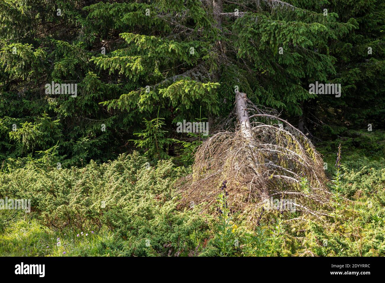 Branches around pine trees hi-res stock photography and images - Alamy