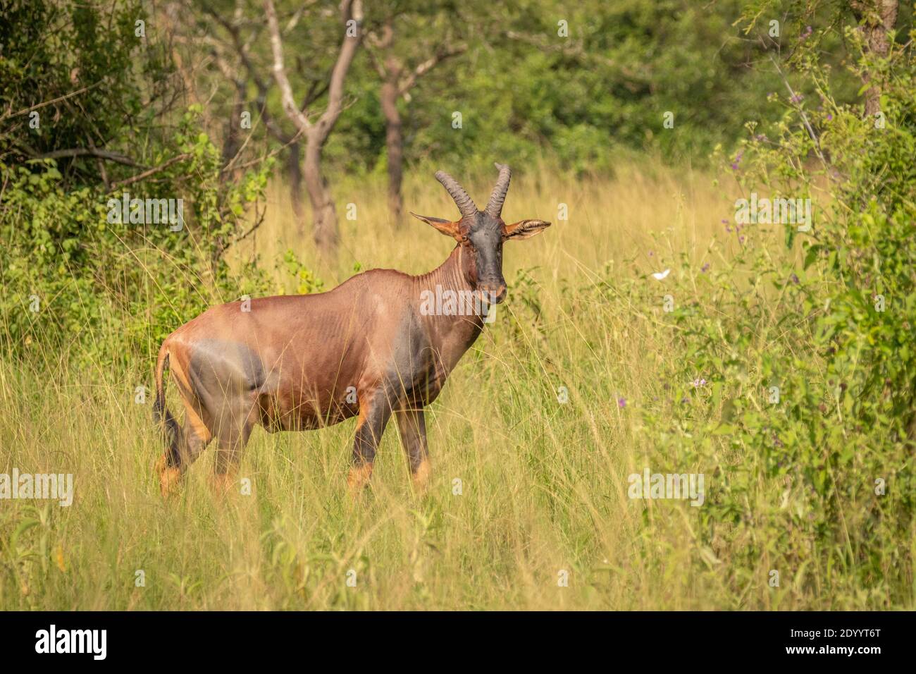 Male topi hi-res stock photography and images - Alamy
