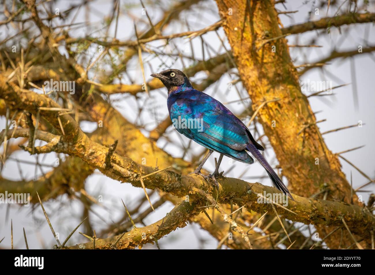 Rüppell's starling, also known as Rueppell's glossy-starling or ...