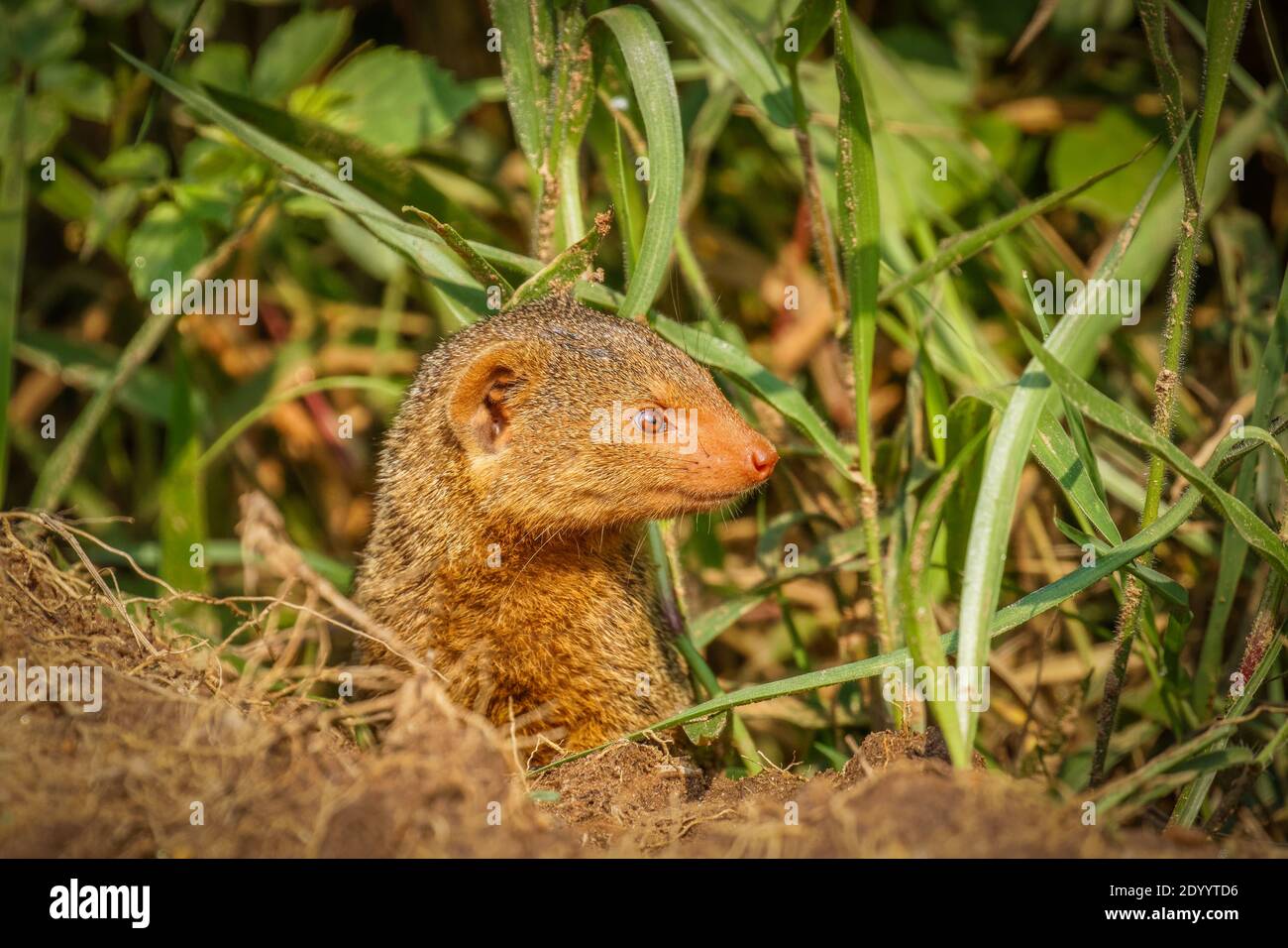 Common dwarf mongoose (Helogale parvula), Lake Mburo National Park ...