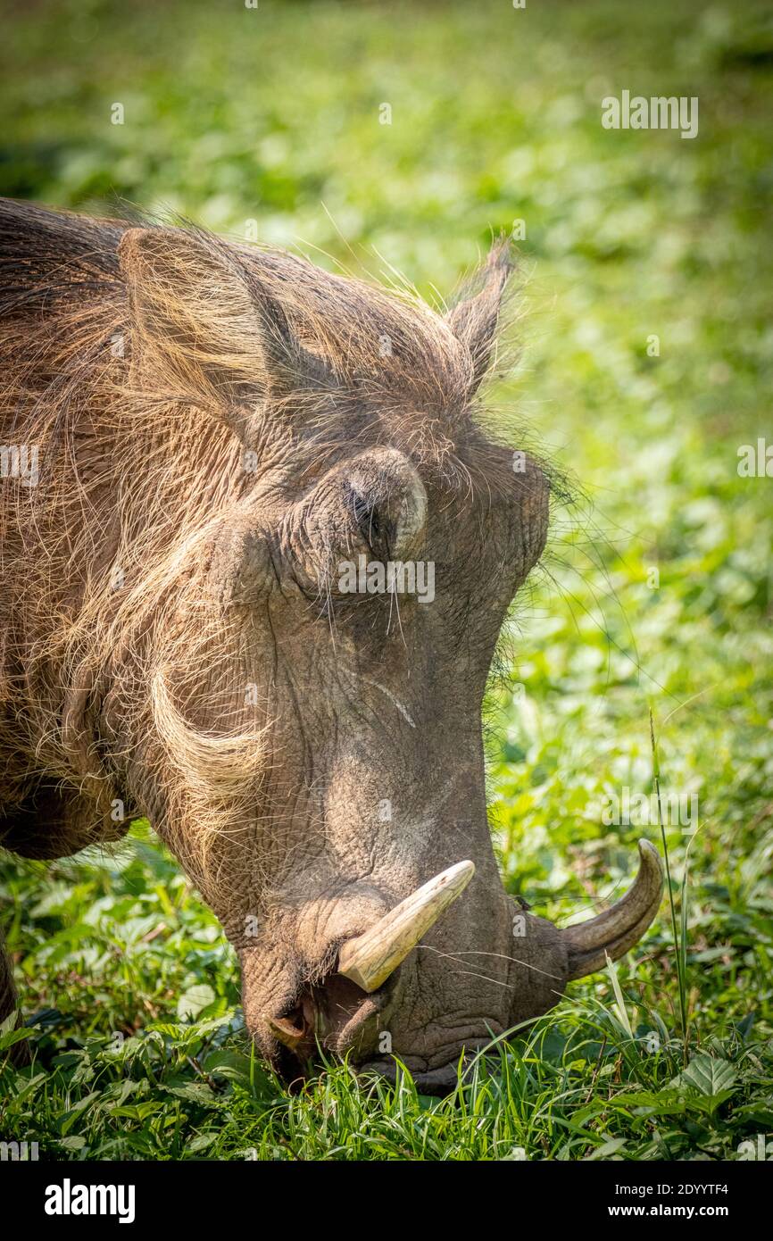 Warthog face hi-res stock photography and images - Alamy