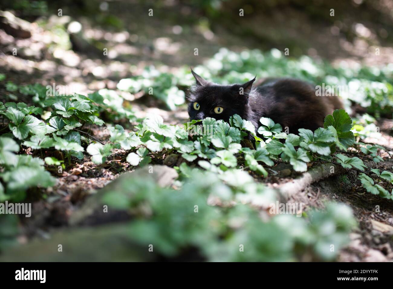 In depth exploration domestic hi-res stock photography and images - Alamy