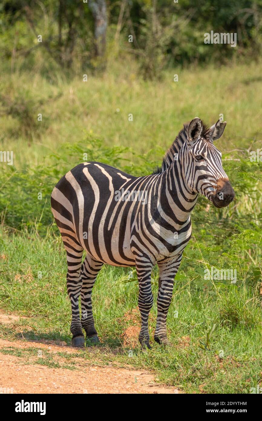 Plains zebra, equus quagga, equus burchellii, common zebra, Lake Mburo ...