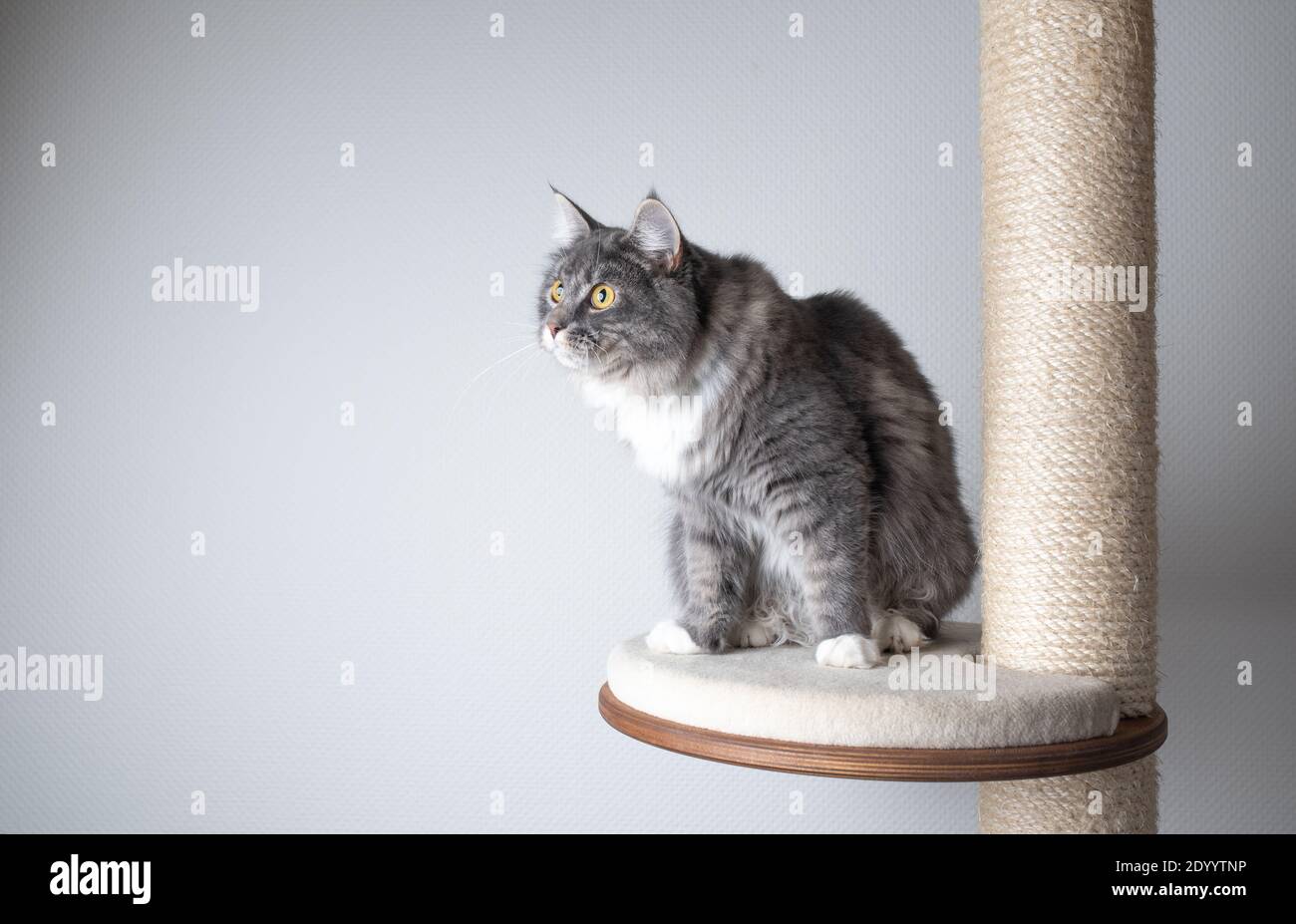 young playful blue tabby maine coon cat on scratching post platform in ...
