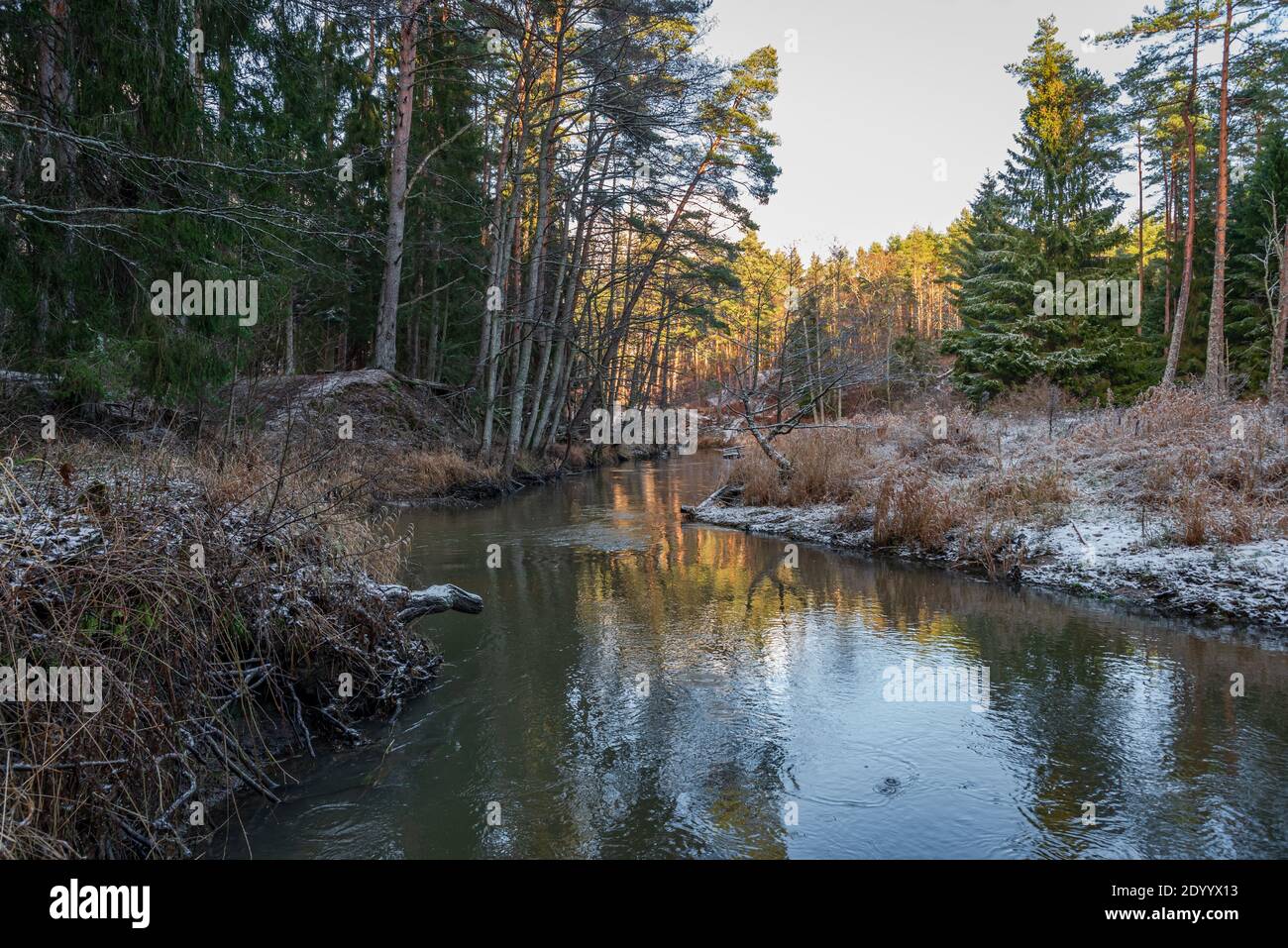 in winter the river in the forest with trees in the water that have ...