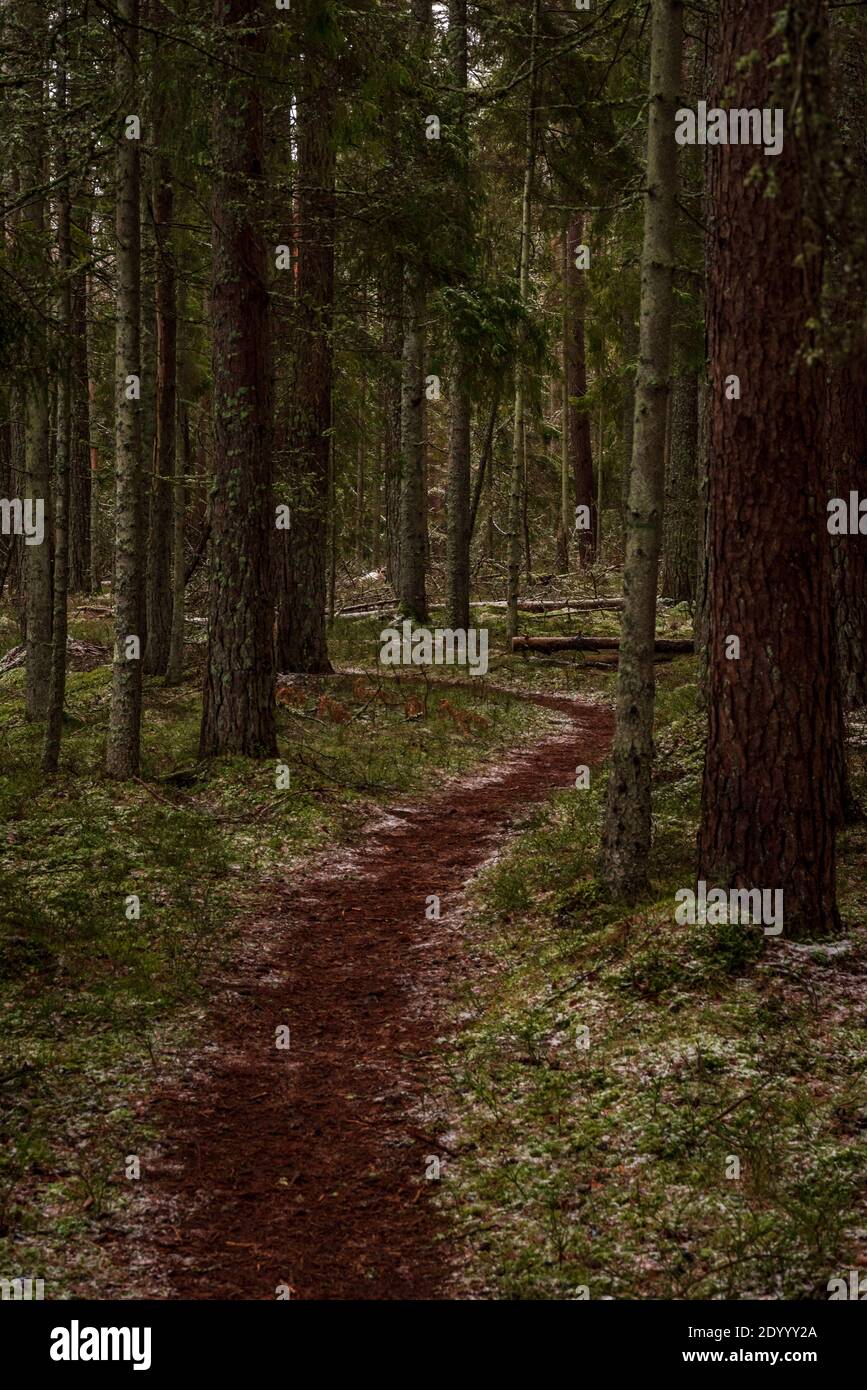 the forest trail between the trees in winter leads through the dark ...