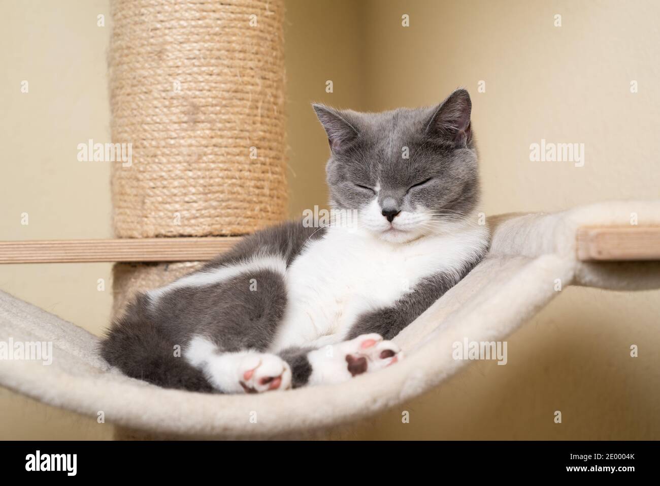 young tired british shorthair cat lying on scratching post relaxing ...
