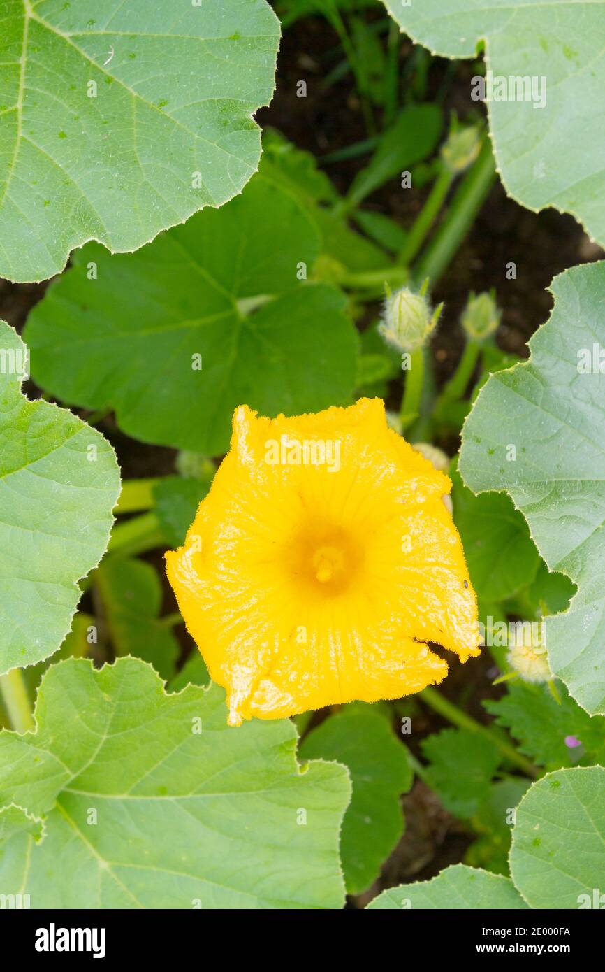 Yellow flowers of zucchini embryos grow in the garden in the summer ...