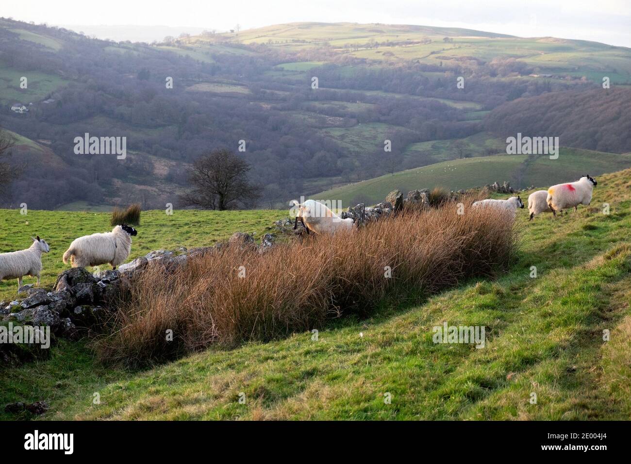 Welsh sheep hi-res stock photography and images - Alamy