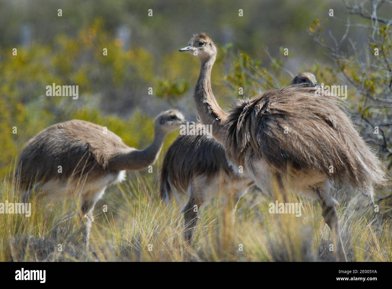 Lesser Rhea, Patagonia , Argentina Stock Photo - Alamy