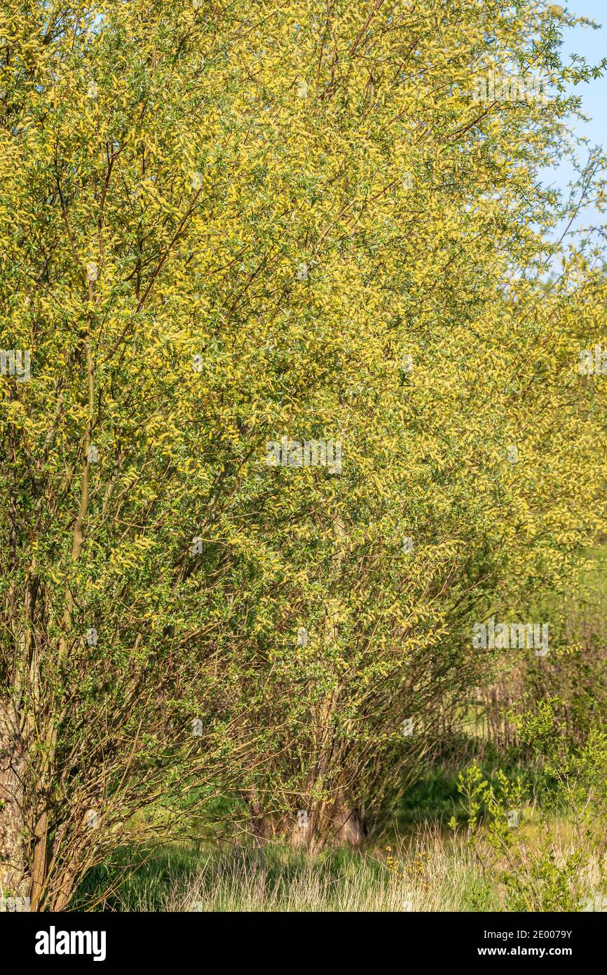 White willow flower salix alba hi-res stock photography and images - Alamy