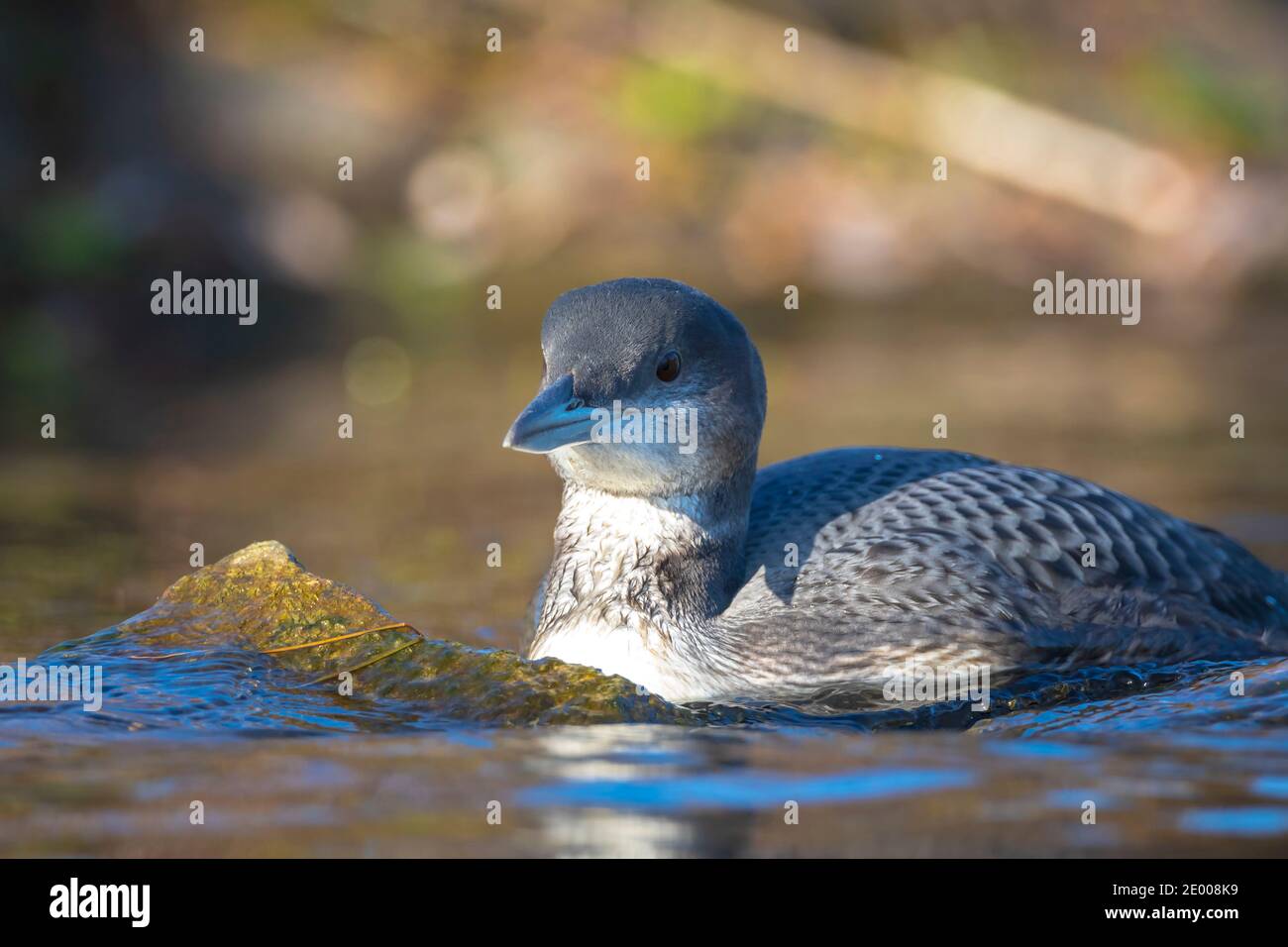 Closeup of a Common loon, Gavia immer, also known as the great northern ...