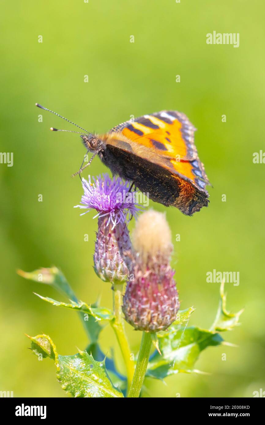 Close-up of the small tortoiseshell Aglais urticae butterfly side view ...