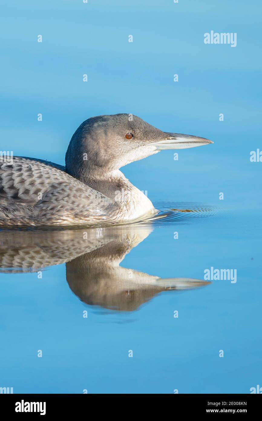 Closeup of a Common loon, Gavia immer, also known as the great northern ...
