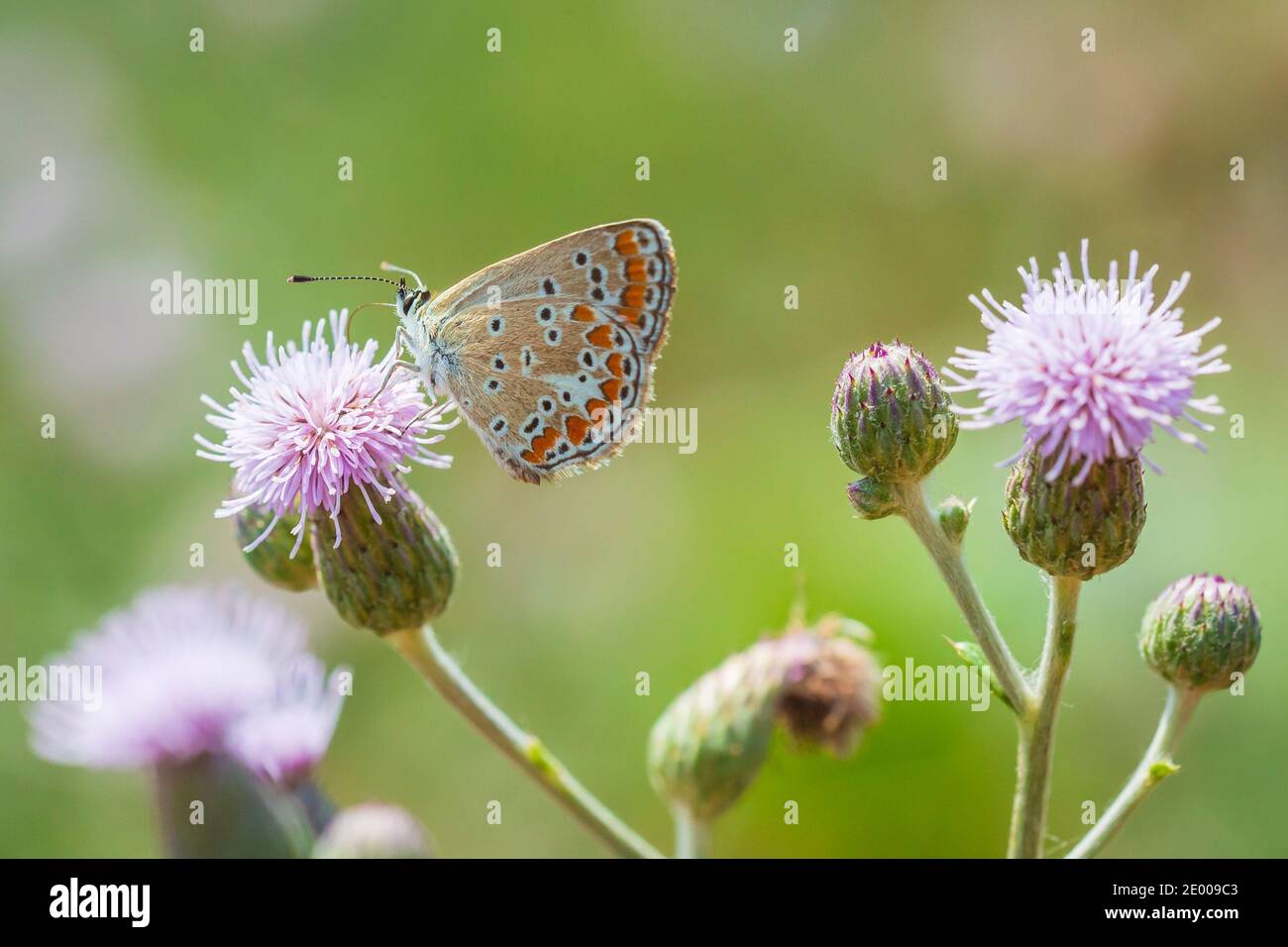 Close up of the brown argus butterfly, Aricia agestis, resting on ...