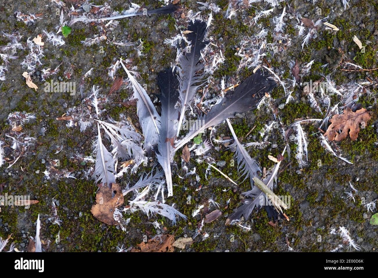 Black feathers above hi-res stock photography and images - Alamy