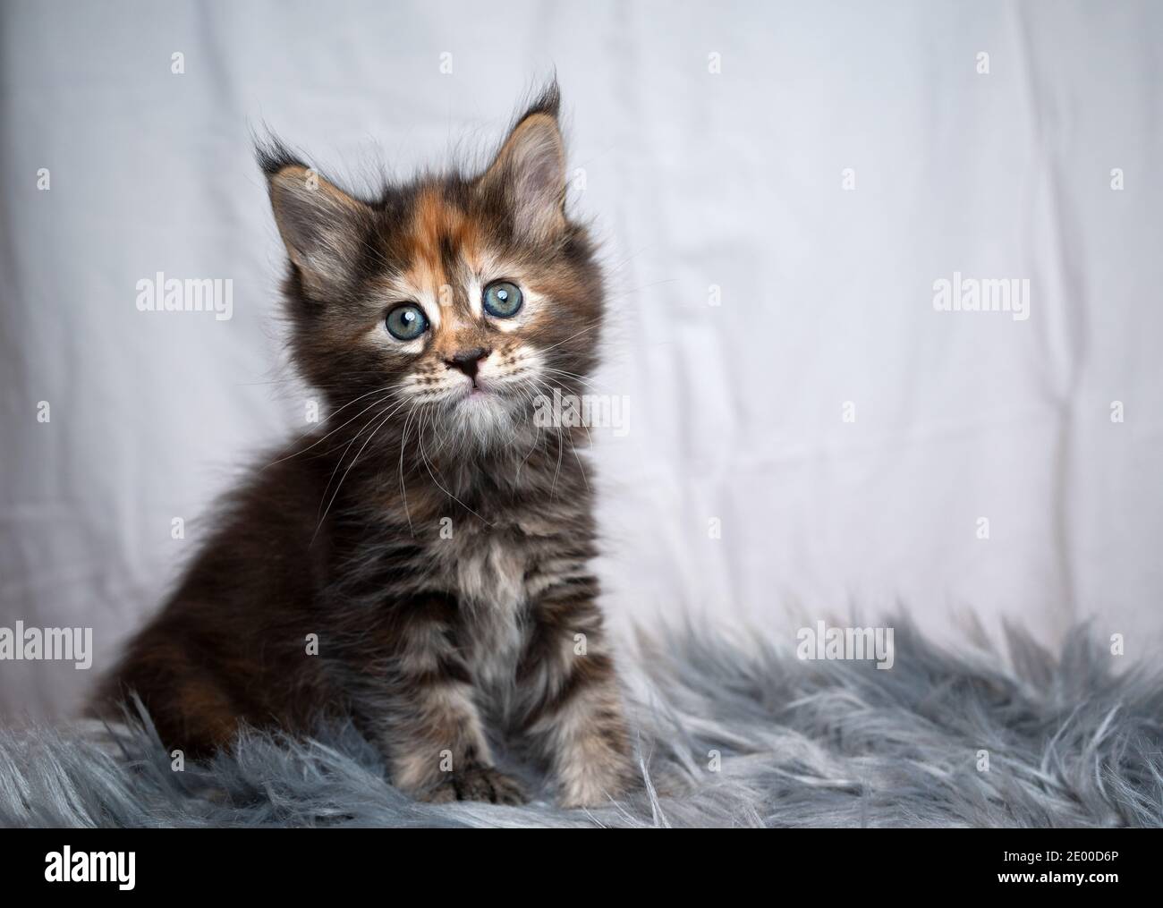 studio portrait of an adorable black torbie maine coon kitten sitting ...