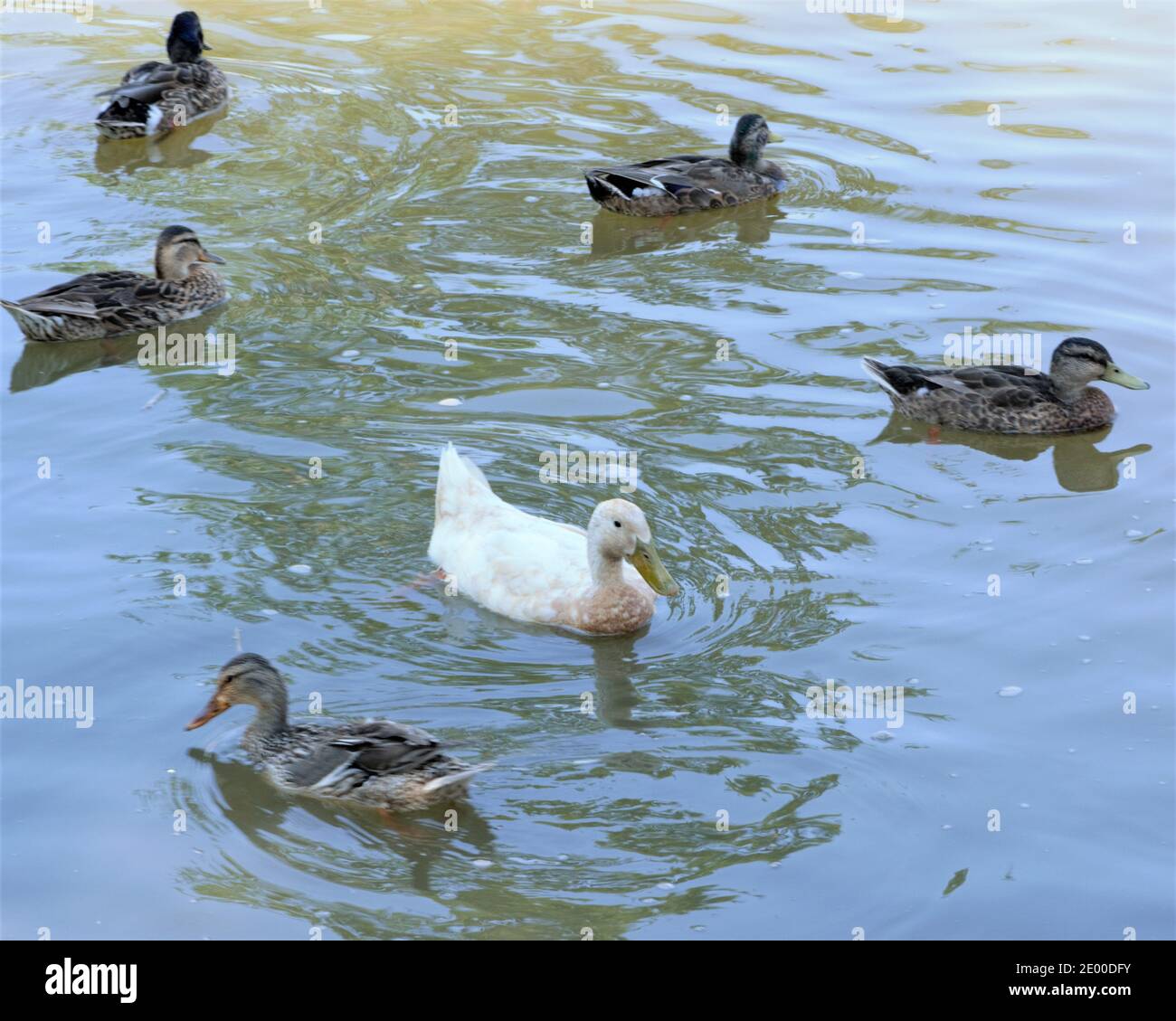 Six ducks hi-res stock photography and images - Alamy