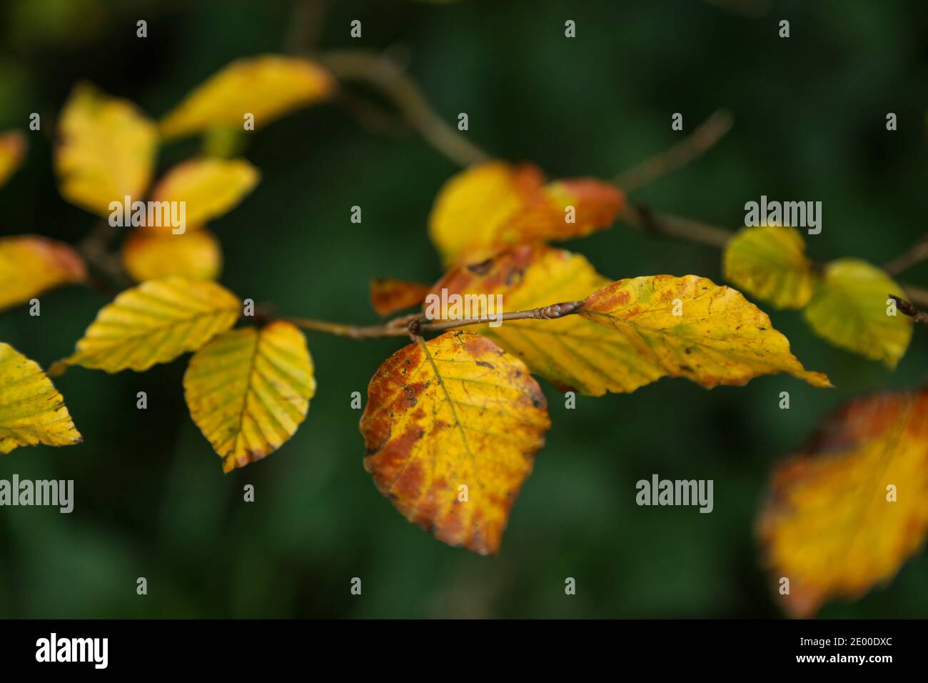 Autumnal leaves in Irish woods Stock Photo - Alamy
