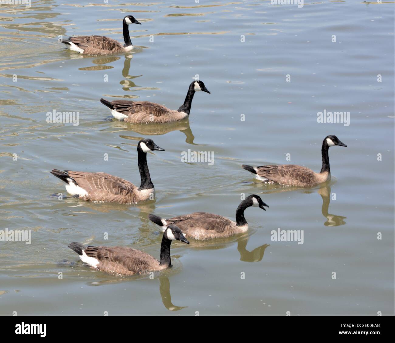 Canadian Geese swimming in a pond Stock Photo - Alamy