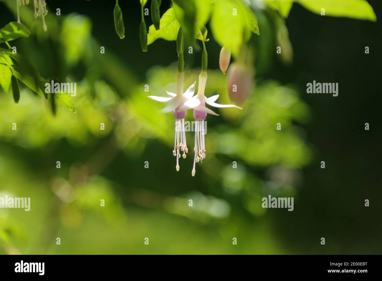 Light pink fuchsia flowers Stock Photo - Alamy