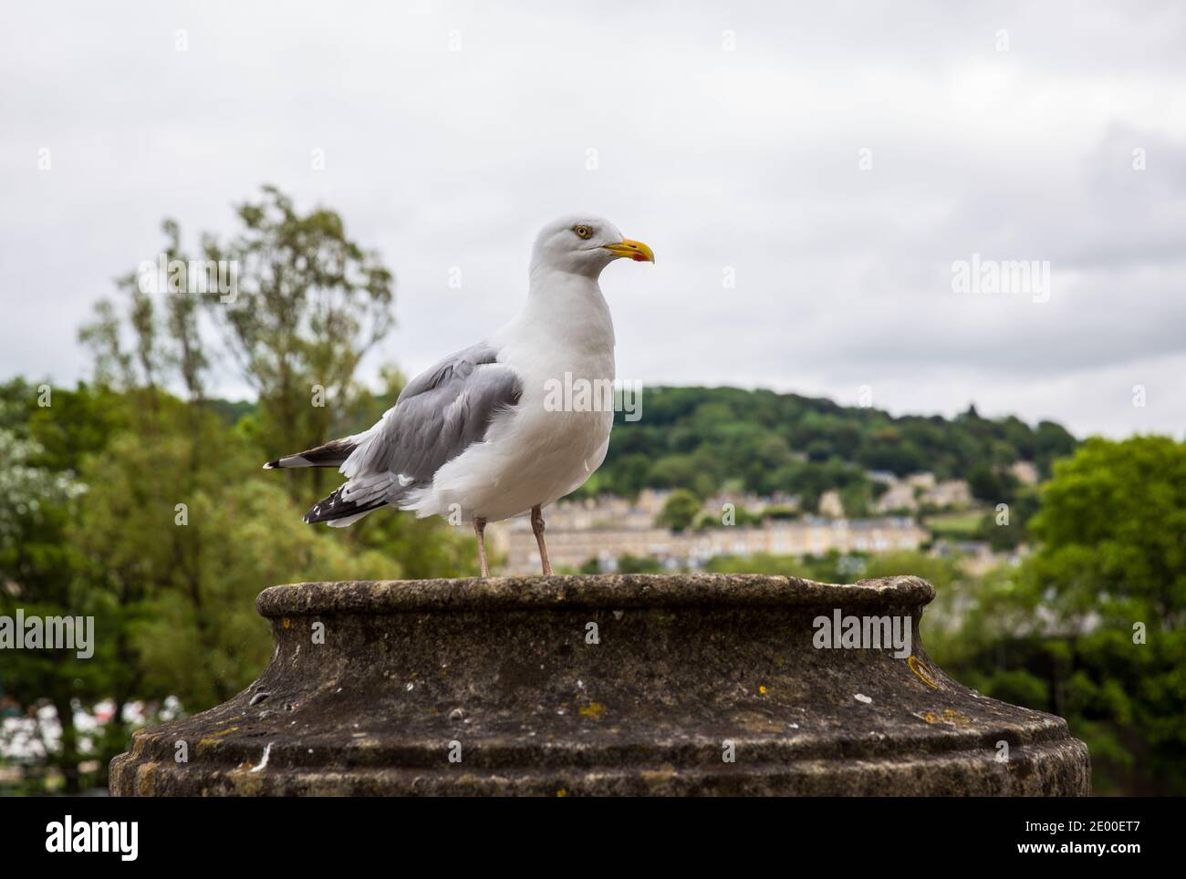 Britain seagull hi-res stock photography and images - Alamy