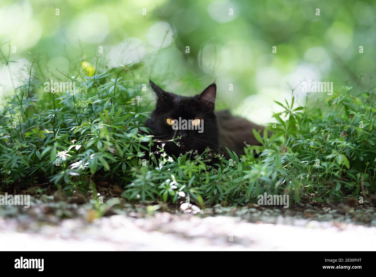 black domestic longhair cat on the prowl. the cat is hiding behind ...