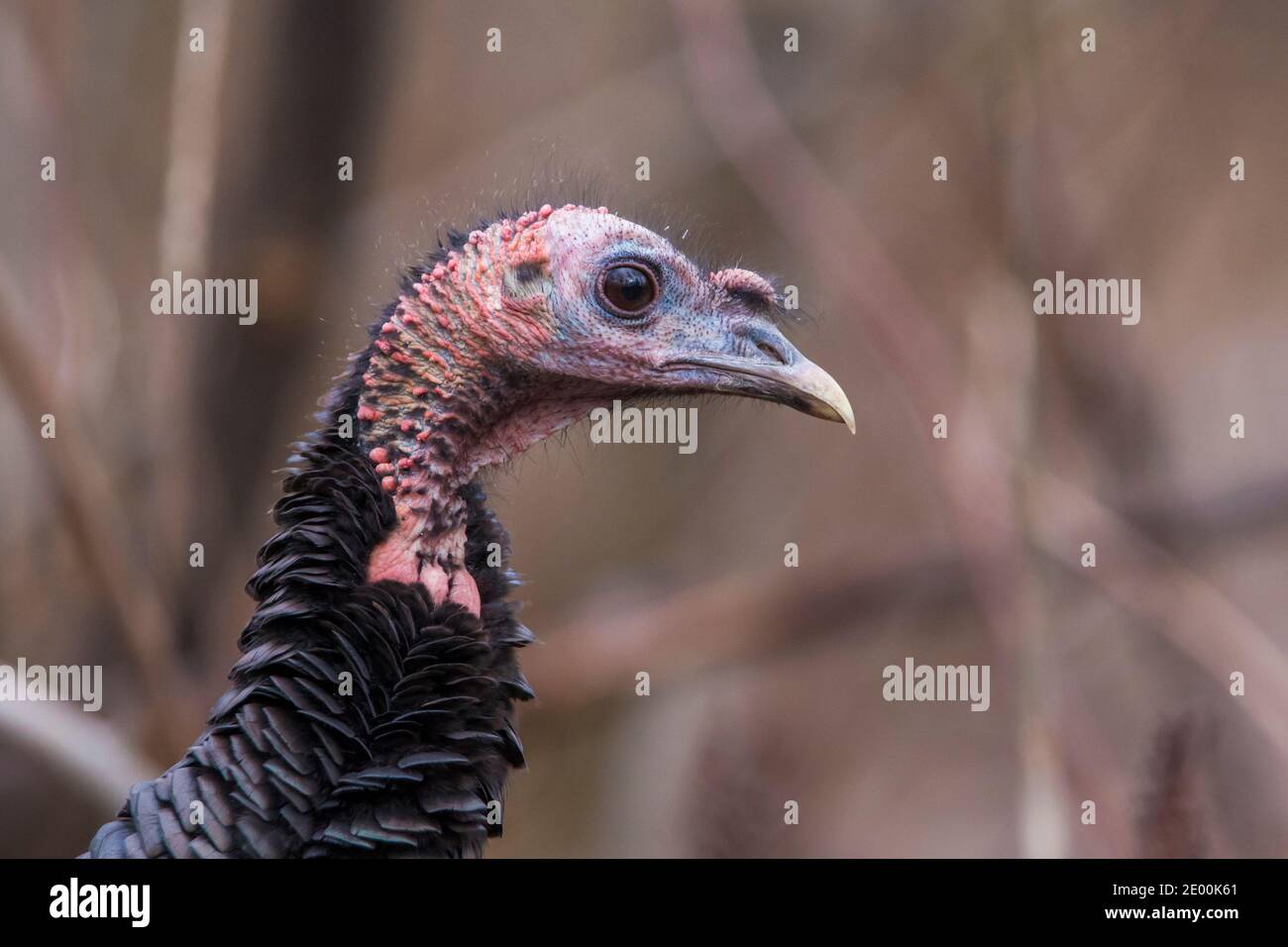 wild turkey (Meleagris gallopavo) portrait Stock Photo - Alamy