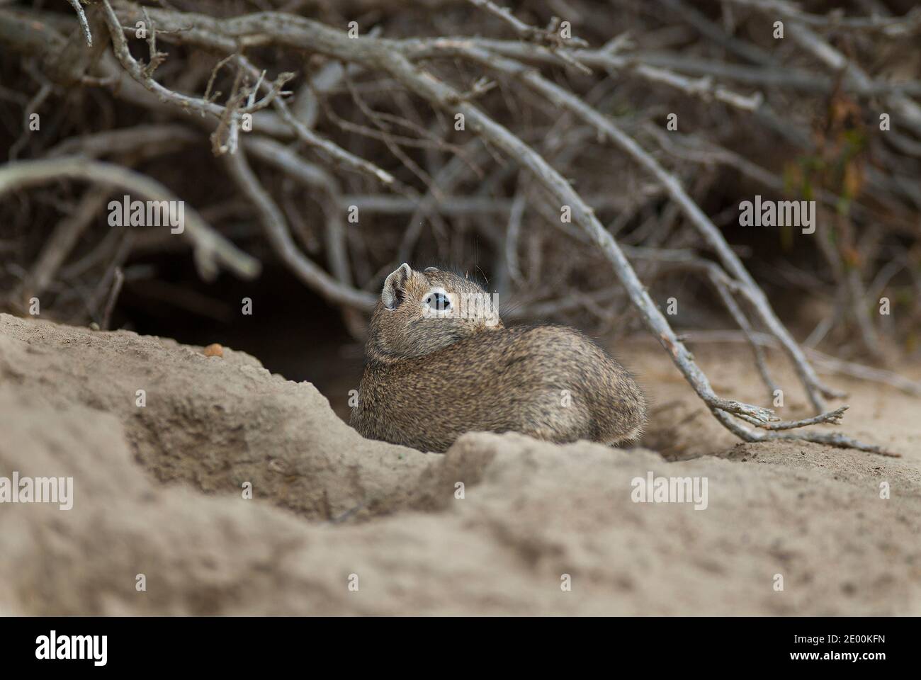 Desert cavi,Microcavia Australis, Peninsula Valdes, Unesco World ...