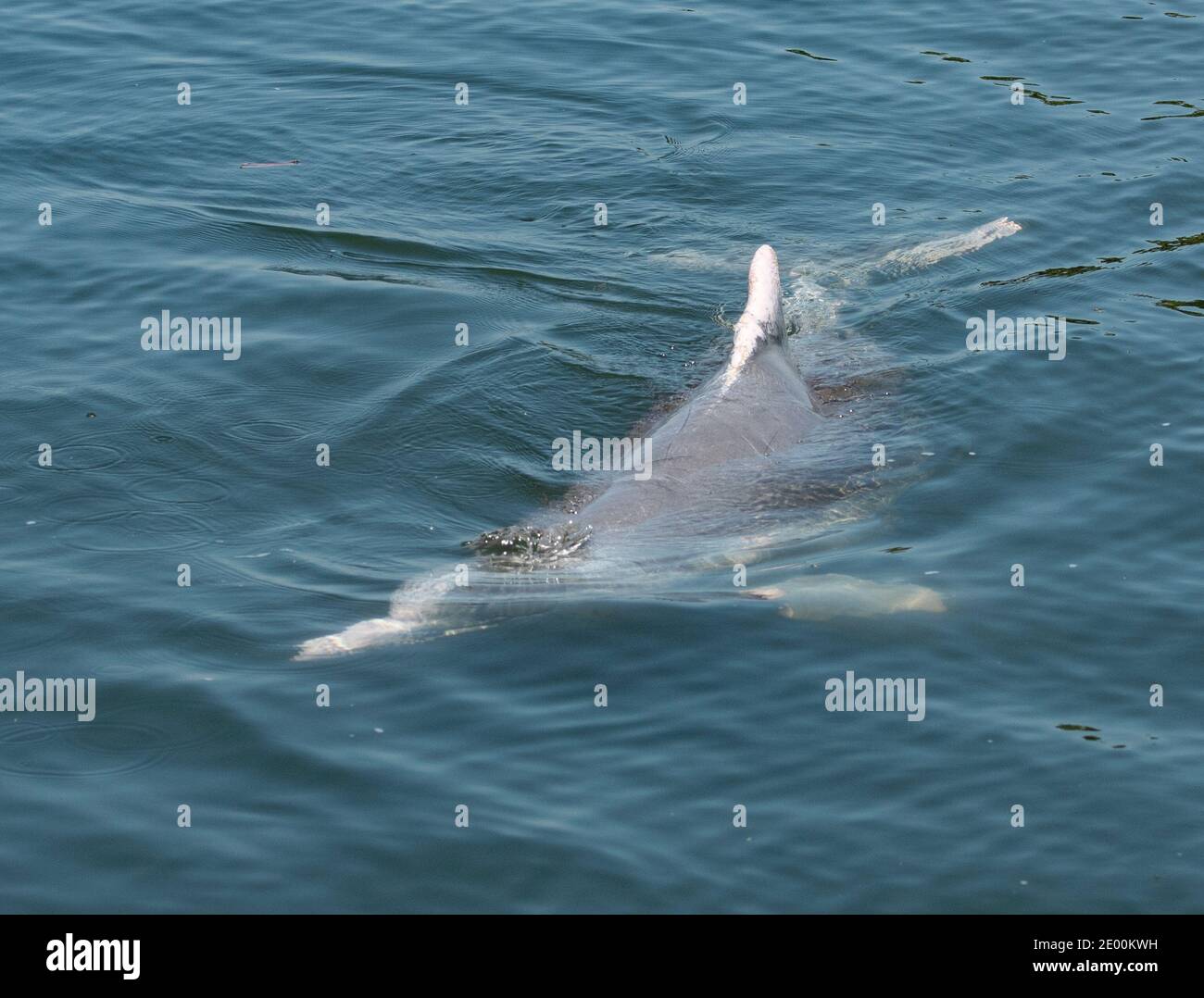 Rare and threatened specie of Australian Humpback Dolphin (Sousa ...