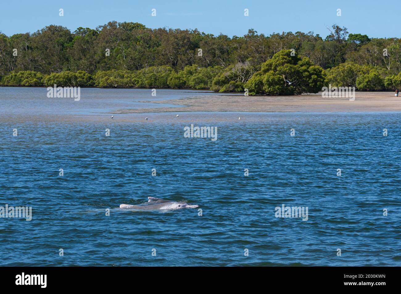 Rare and threatened specie of Australian Humpback Dolphin (Sousa ...