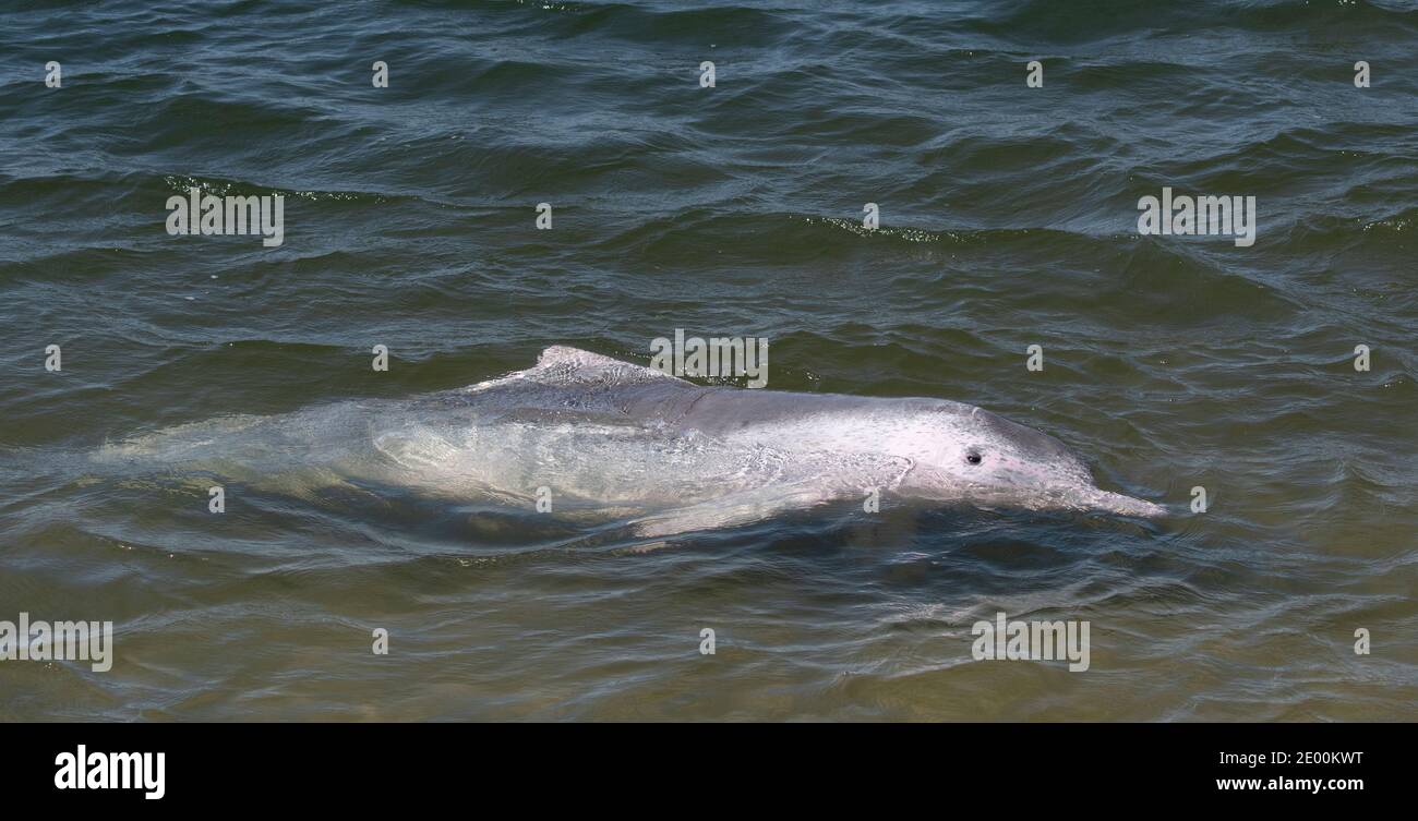 Rare and threatened specie of Australian Humpback Dolphin (Sousa ...