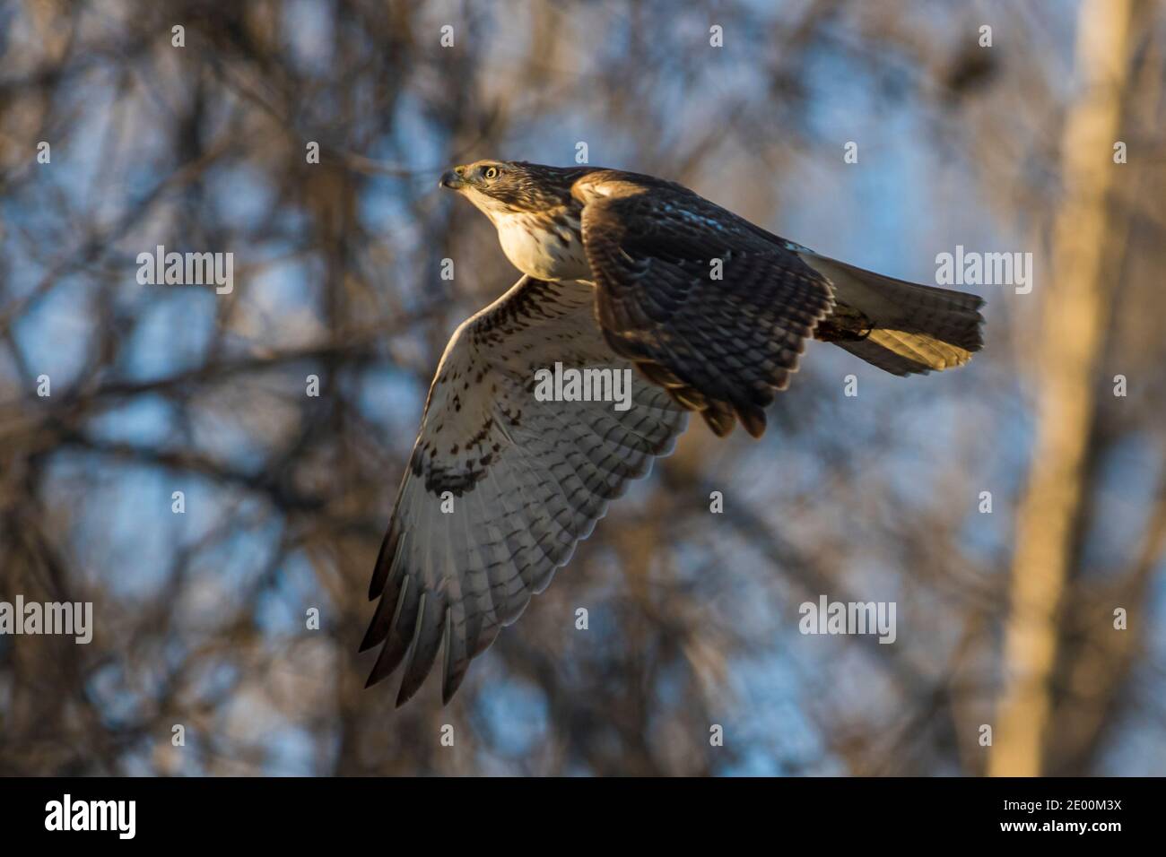 red-tailed hawk (Buteo jamaicensis) in flight Stock Photo - Alamy