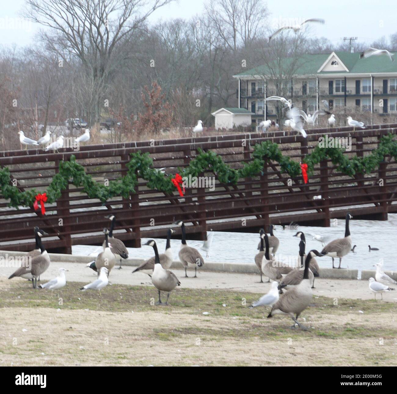Footbridge over ditch hi-res stock photography and images - Alamy