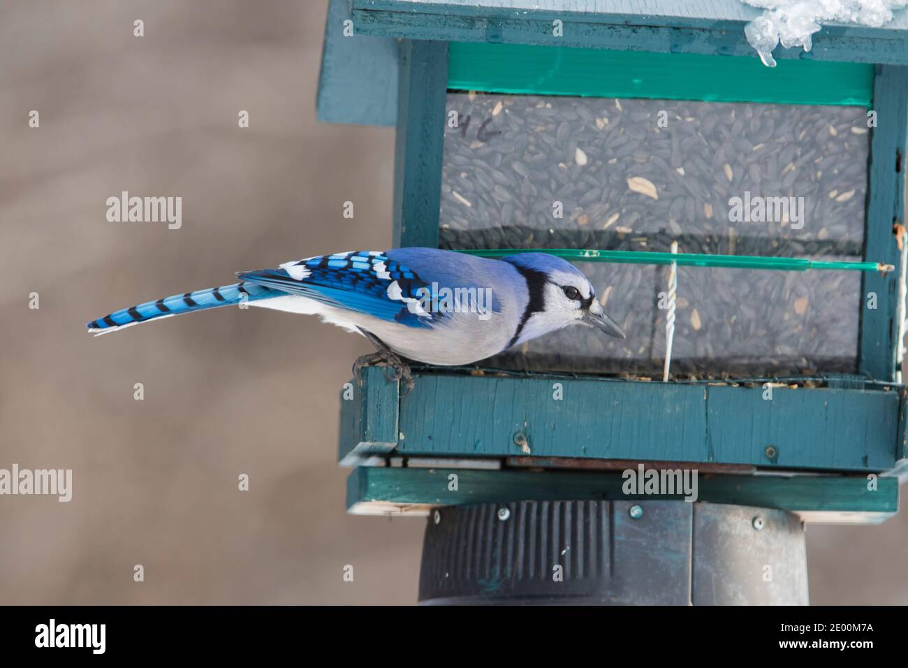 blue jay (Cyanocitta cristata) i Stock Photo - Alamy