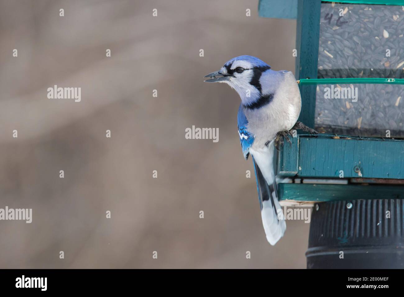 blue jay (Cyanocitta cristata) i Stock Photo - Alamy