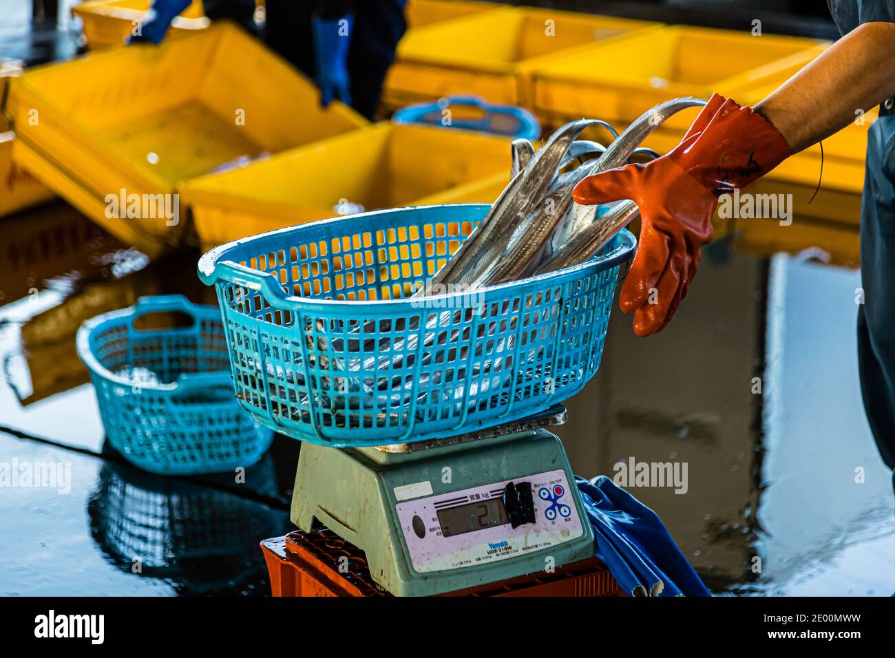 Fish Auction in Yaidu, Japan Stock Photo - Alamy