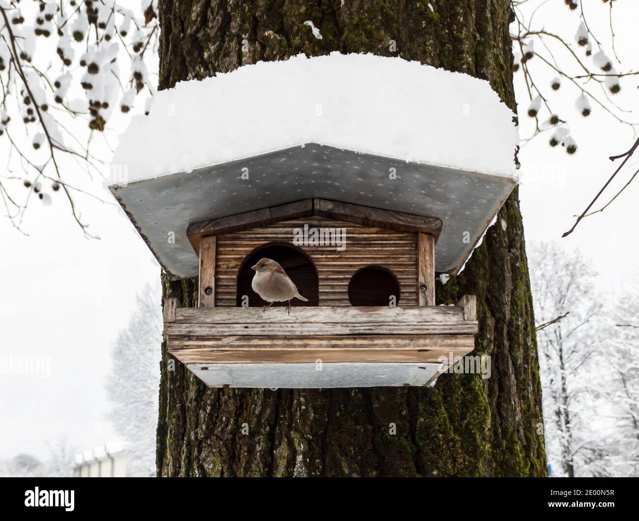 Sparrow on a bird box in winter Stock Photo - Alamy