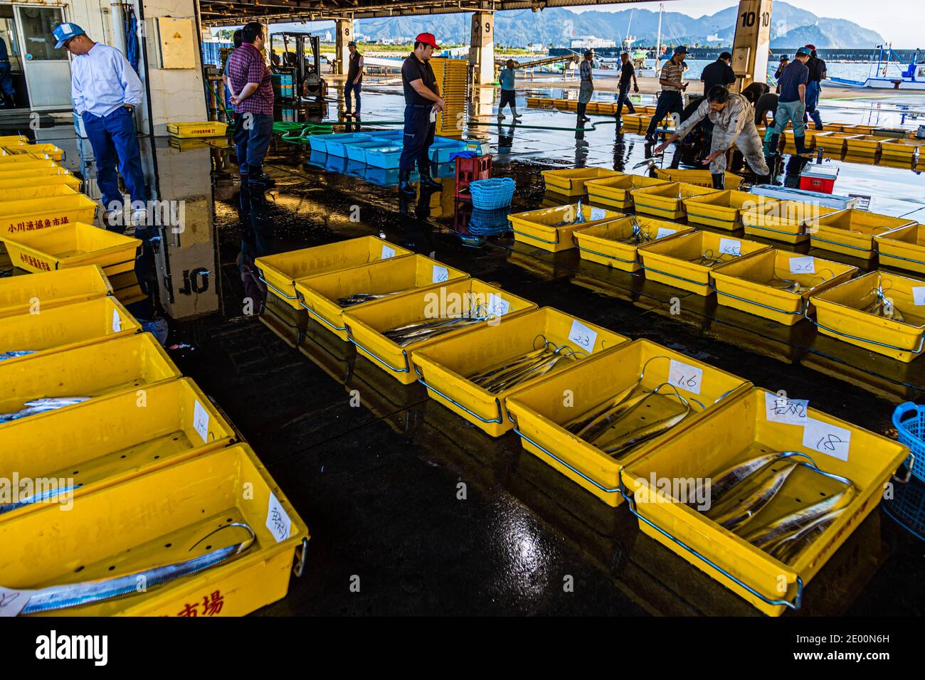 Fish Auction in Yaidu, Japan Stock Photo - Alamy