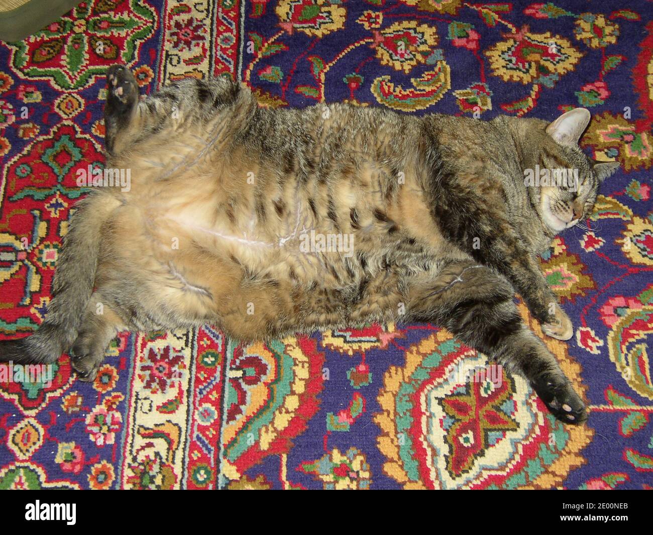 Sleeping Tabby Cat on Rug Stock Photo - Alamy