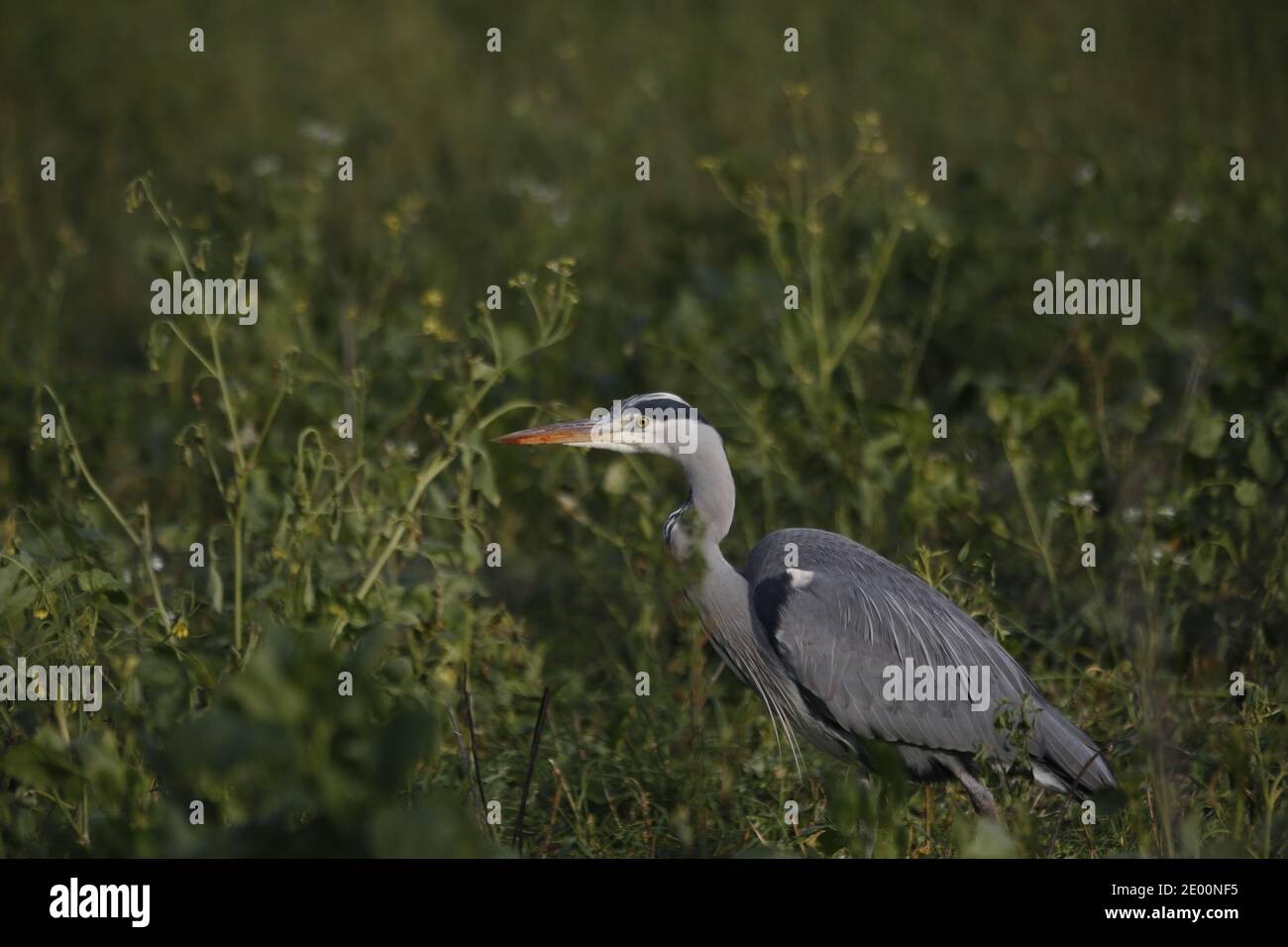 News animals heron hi-res stock photography and images - Alamy