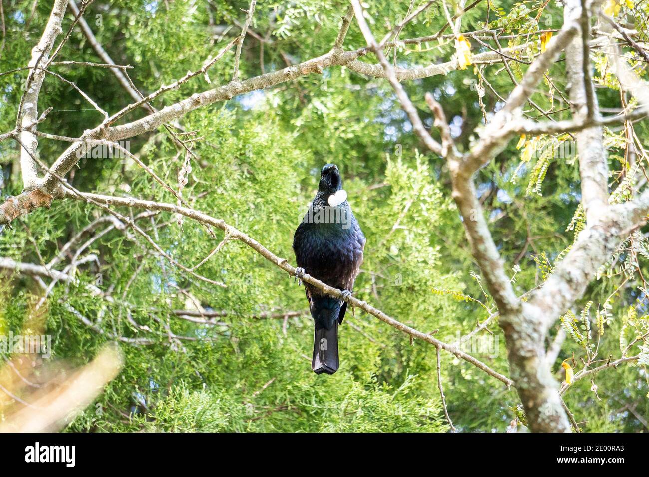 Tui songbird hi-res stock photography and images - Alamy