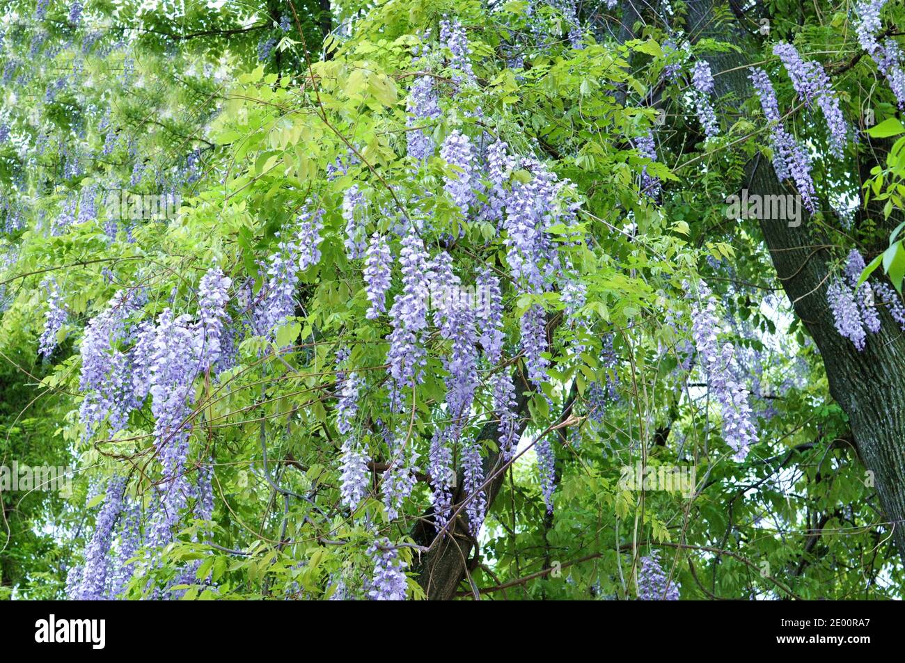 Bottom view of a tree of mauve Wisteria (Floribunda Stock Photo - Alamy
