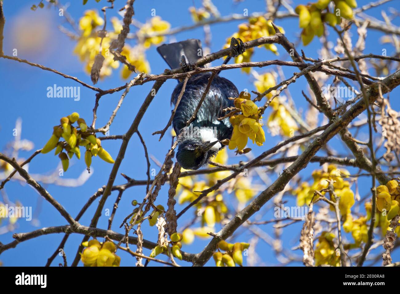Tui, a native New Zealand bird Stock Photo - Alamy