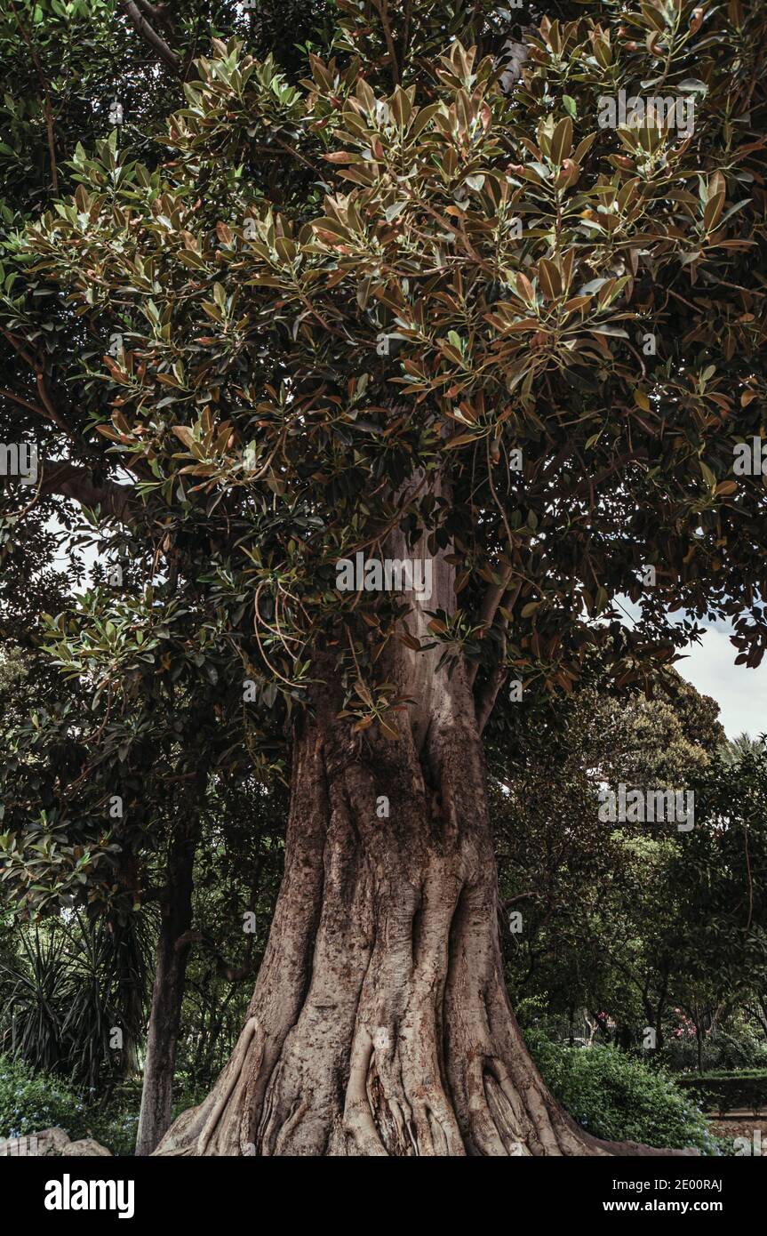 Giant fig tree hi-res stock photography and images - Alamy